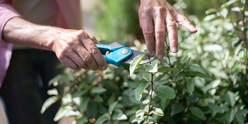 ⭐Jardinero | Maestro de Obra